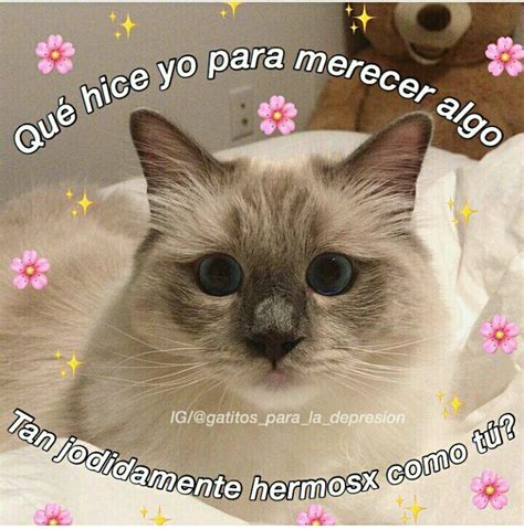 Memes De Gatitos Para No Hacer La Automurision Memes Lindos Meme
