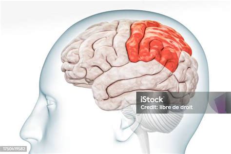 Cerebral Cortex Parietal Lobe In Red Color Profile View With Body Isolated On White Background