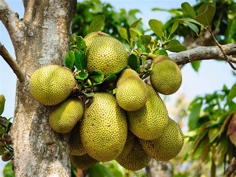 La Fruta Que Parece Carne Y Arrasa En Amazon ¿qué Es El Jackfruit