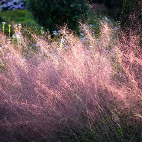 Ruby Muhly Grass Etsy