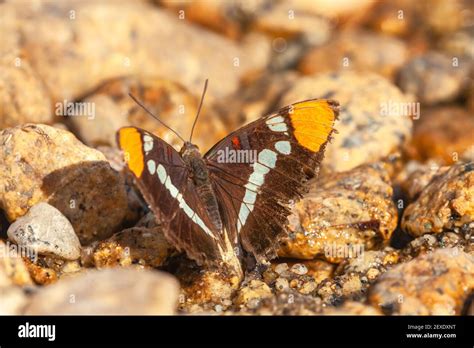 California Sister Adelpha Californica Is Sunbathing On The Rock