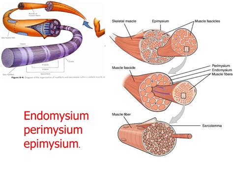 Ppt Muscle Tissues And Functions Powerpoint Presentation Free