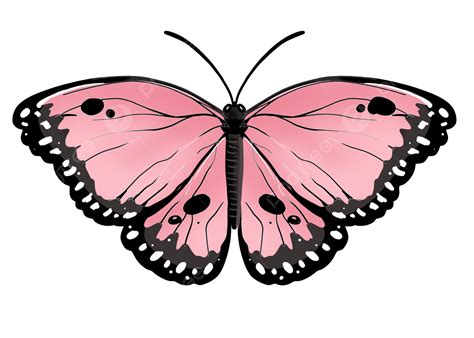 Borboleta Lindo Desenho Rosa Gradiente Asas Simétricas Png Borboleta