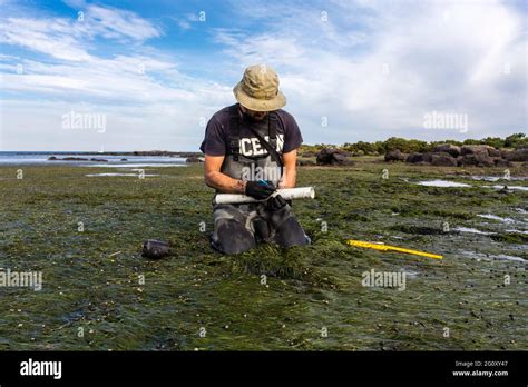 Scientist Collecting A Sediment Core To Asses Carbon Sequestration