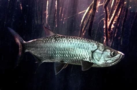 Megalops Atlanticus Monaco Nature Encyclopedia