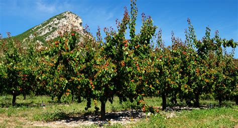 TOUT SAVOIR SUR LABRICOT