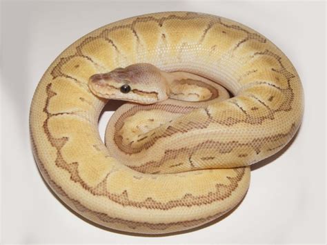 Morph List World Of Ball Pythons