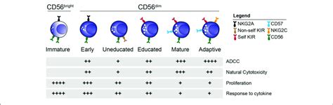Nk Cell Subsets Overview Of The Distinct Stages Of Nk Cell