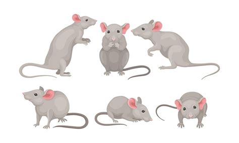 Premium Vector Mouse In Different Poses Vector Set Small Rodent With Gray Coat And Long Tail