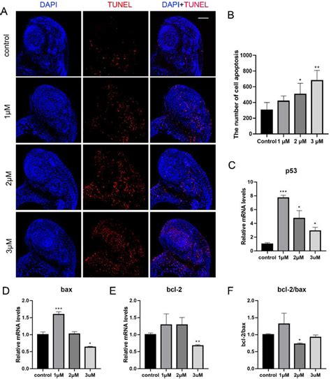 Apoptosis Analysis A Tunel Assay In Larvae Treated With Pamiparib At