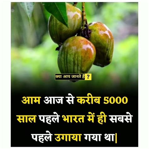 आम सबसे पहले भारत में उगाया गया था 😲😱 Youtube