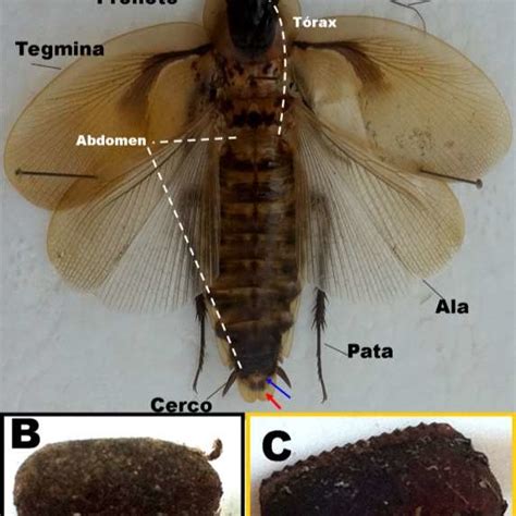 Anatomía De Adulto Blaberus Atropos A Y Ootecas Periplaneta Download Scientific Diagram