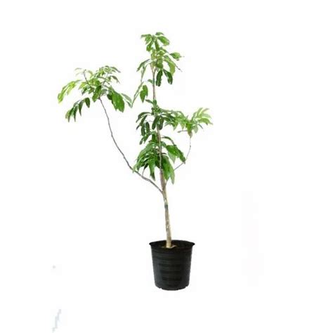 Shahi Green Full Sun Exposure Litchi Fruit Plant For Garden At Rs 149