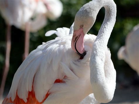 Greater Flamingo Bird Facts Phoenicopterus Roseus Bird Fact