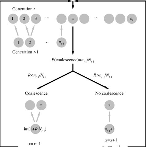 2 Coalescence Events Were Simulated With A Generation By Generation Download Scientific