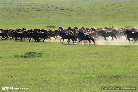 马群摄影图其他自然景观摄影图库昵图网