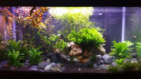 How To Set Up A Low Tech Planted Aquarium Aquariadise
