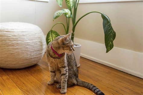 20 Houseplants That Are Toxic To Cats