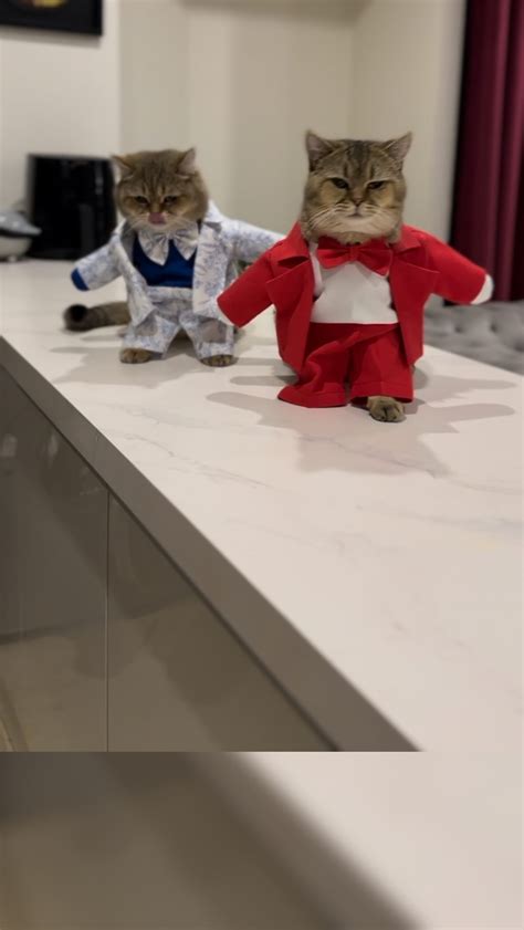 ‎لباس فروشی مخصوص گربه ها‎ Gorbebutique • Instagram Photos And Videos