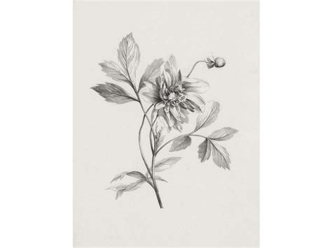 Botanical Sketch Trove Prints