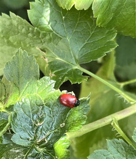 A Ladybug Without Any Points R Mildlyinteresting
