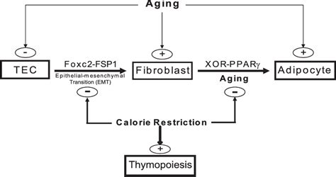 Figure 8 From Age Related Thymic Involution Restriction Is Coupled With Reduction In Inhibition