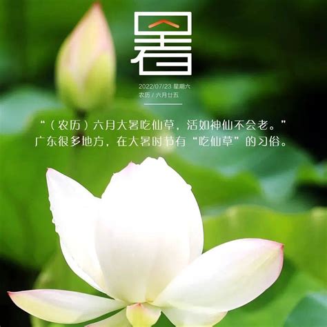 今日大暑 炎暑有尽时光无垠 节气 夏日里 易动