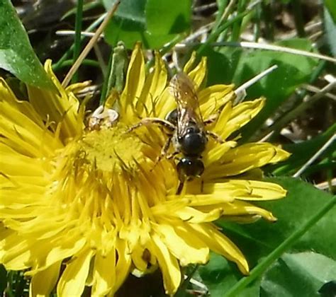 Wasp On Dandelion Lasioglossum Bugguidenet