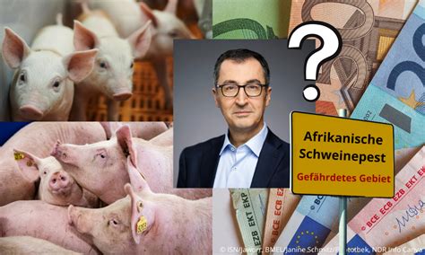 Schweine Net Nach Dem Ende Der ASP Restriktionen In Niedersachsen