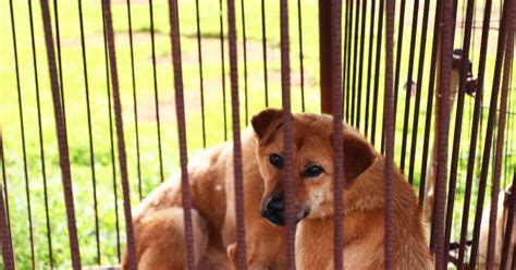 개고기 금지법 찬성 39 7 Vs 반대 51 5