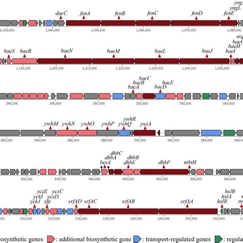 The Known Secondary Metabolite Core Gene Clusters Identified In