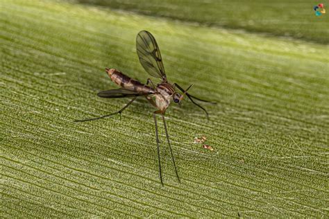 Gnat Bites 5 Best Tips For Relief And Prevention The Lifesciences