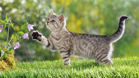 猫の壁紙でデスクトップに癒しと安らぎを猫の壁紙猫画像22選 猫画像どっと 猫ブログ