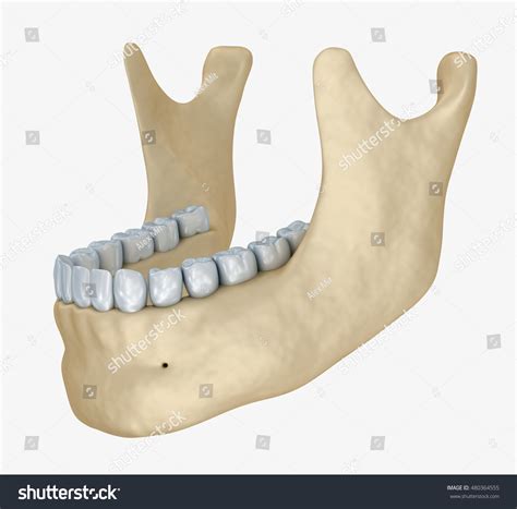 Lower Jaw Skeleton Teeth Anatomy Medical Stock Illustration 480364555