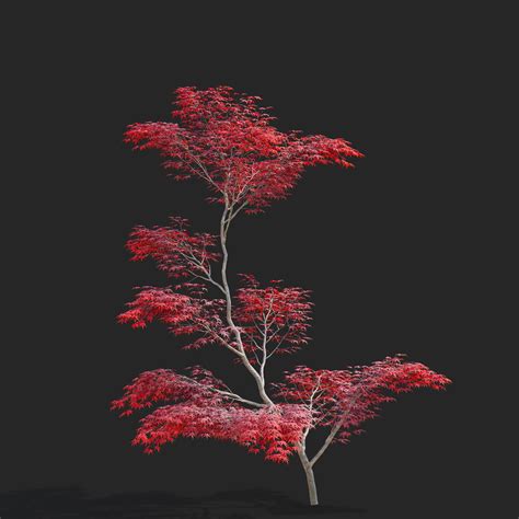 Acer Palmatum Red 3d Model Cgtrader