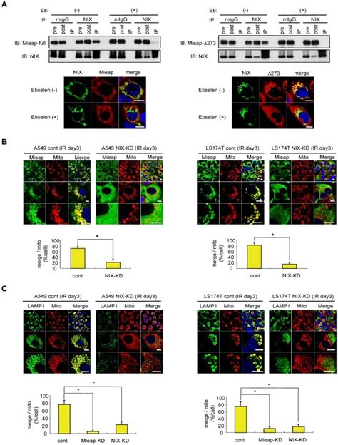 A Ros Plays A Critical Role In The Interaction Of Mieap And Nix The