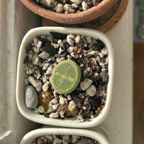 Plant 1 Lithops Aucampiae Bellaketty C48a Etsy