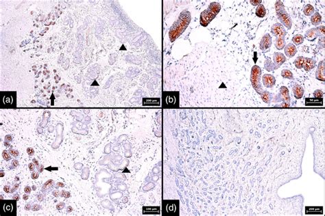 Immunohistochemical Expression Of Sox2 In Glands In Porcine Endometrium