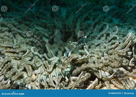 Grasshopper Stock Image Image Of Animal Mimicry Goggle 88044325