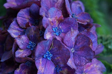 Violet Hydrangea Photograph By Juliana Browne Pixels