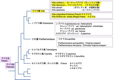 ブドウを詠んだ短歌2 今日の青果売り場にはピオーネが売られている葡萄は欧州系と米国系を掛け合わせた栽培種ですが日本の自生種にはヤマブドウと