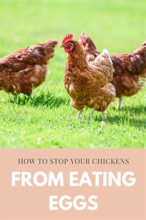 How To Stop Your Chickens From Eating Eggs Chickens For Backyards