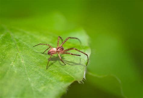 Liten Spindel Fotografering För Bildbyråer Bild Av Tigt 43142393