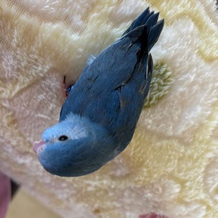 Celestial Pacific Parrotlet 222937 For Sale In Orlando Fl