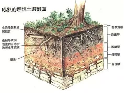 土壤剖面土层示意图 图库 五毛网