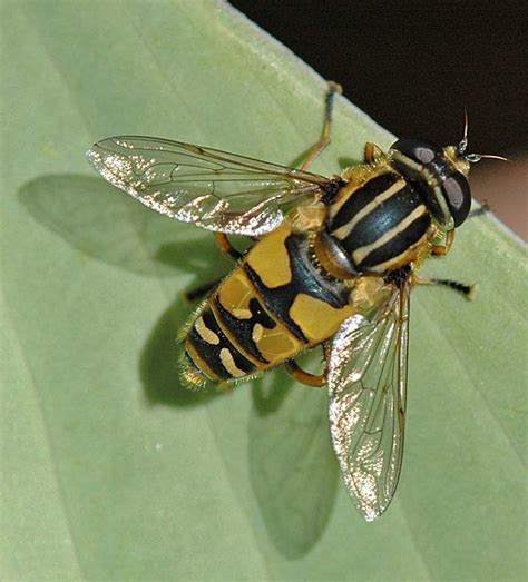 Cabinet Of Curiosities Watching The Insect World Pass By