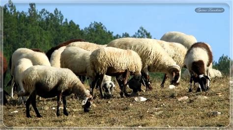 ΚΟΠΑΔΙ με ΠΡΟΒΑΤΑ Flock Of Sheep Youtube