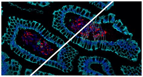 Spatial Analysis Indica Labs
