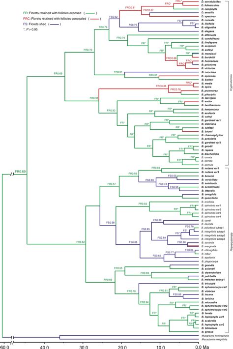 Reconstruction Of The Ancestral Trait For The Retention Of Dead Florets Download Scientific