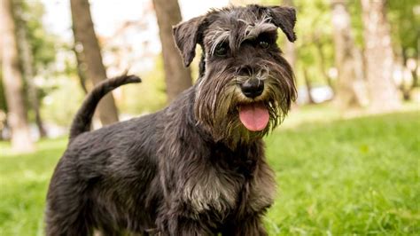 Purina Top 8 Dogs With Beards You Cant Help But Swoon Over